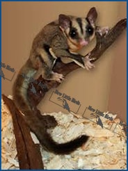 PETAURO DELLO ZUCCHERO